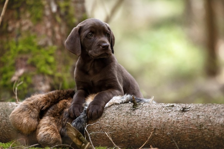 Flying Huntsman Labrador B-Wurf hat seine Namen – Flying Huntsman