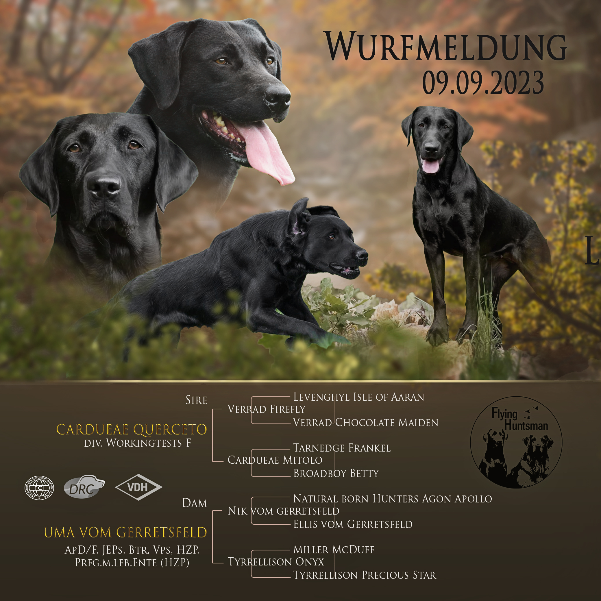 Flying Huntsman Labrador D-Wurf – Flying Huntsman