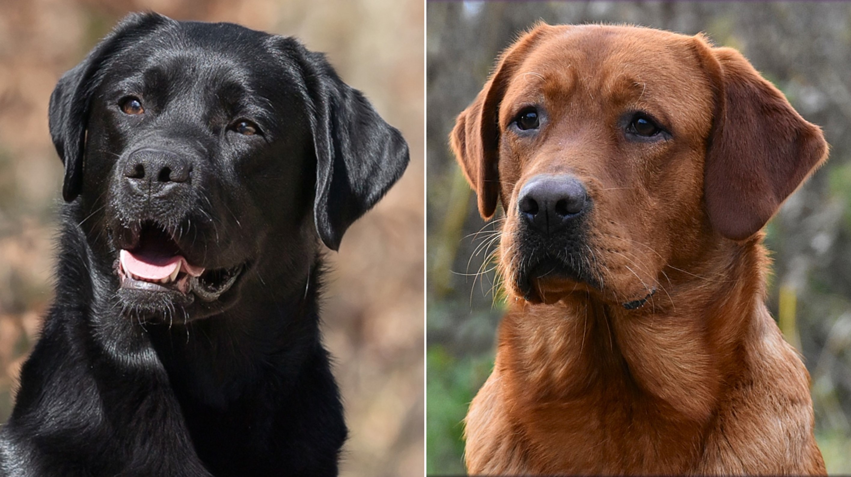 Flying Huntsman Labrador F-Wurf – Flying Huntsman